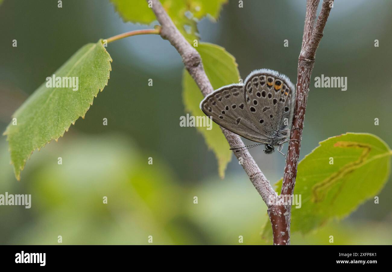 Cranberry blue butterfly (Plebeius optilete), male, Finland, July Stock ...
