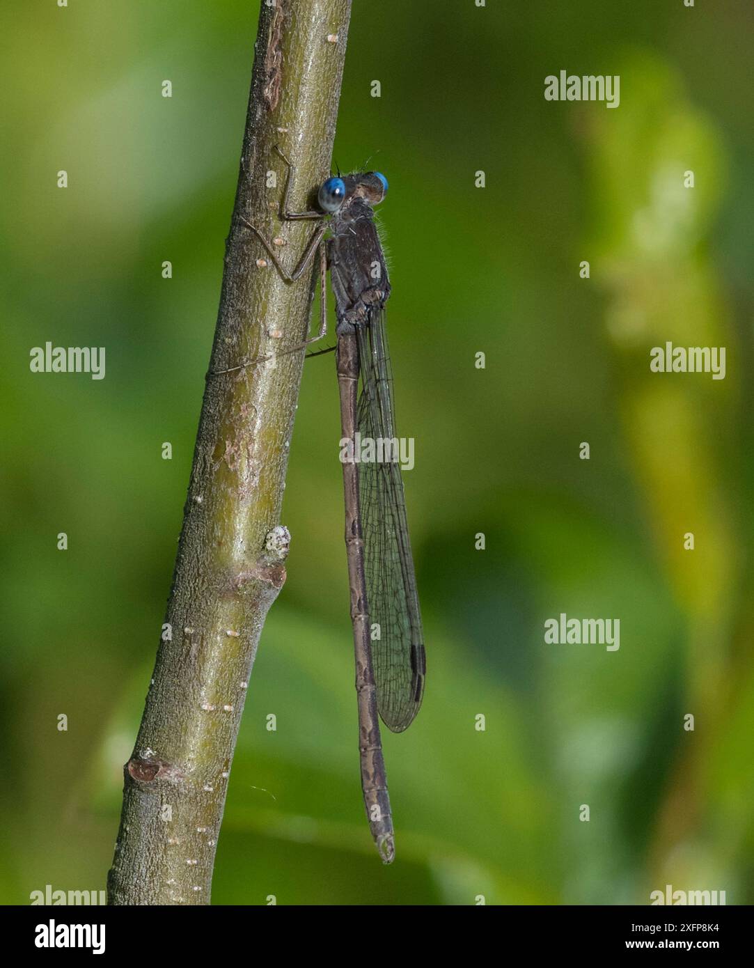 Siberian winter damselfly (Sympecma paedisca) male, Finland, July Stock ...