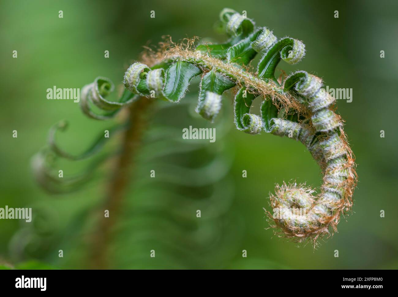 Close-up of a Western sword fern (Polystichum munitum) lamina unfurling ...