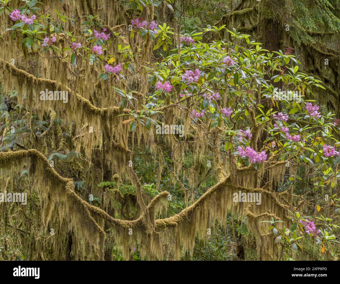 Moss draped over flowering Rhododendron, Jedediah Smith Redwoods State ...
