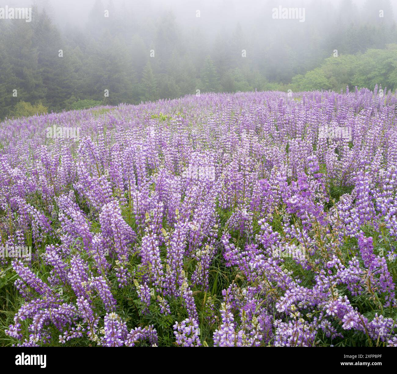 Mass of lowering Broad-leaf lupines (Lupinus latifolius) at dawn, Bald ...