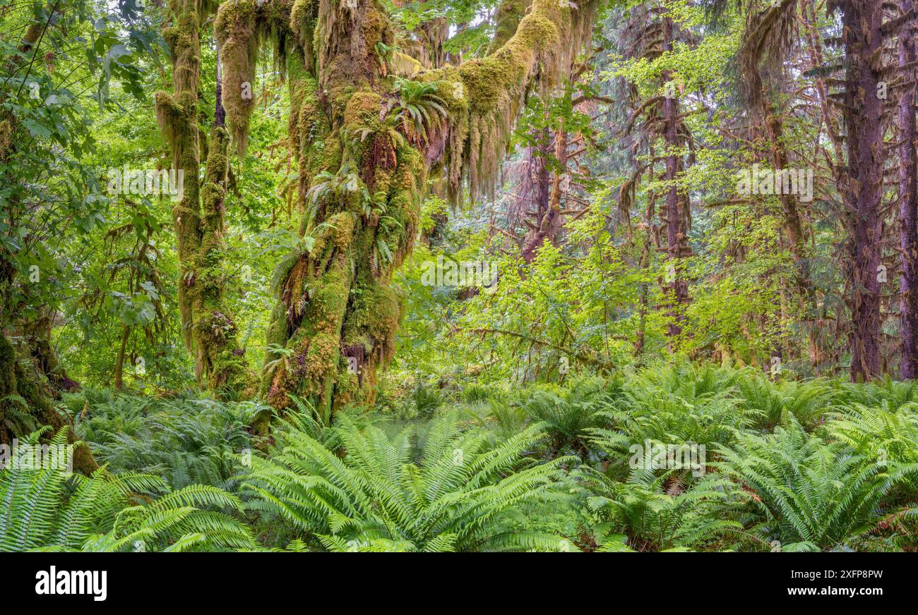 Western sword fern (Polystichum munitum) and Big leaf maple (Acer ...