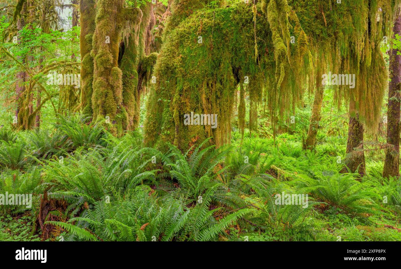 Western sword fern (Polystichum munitum) and Big leaf maple (Acer ...