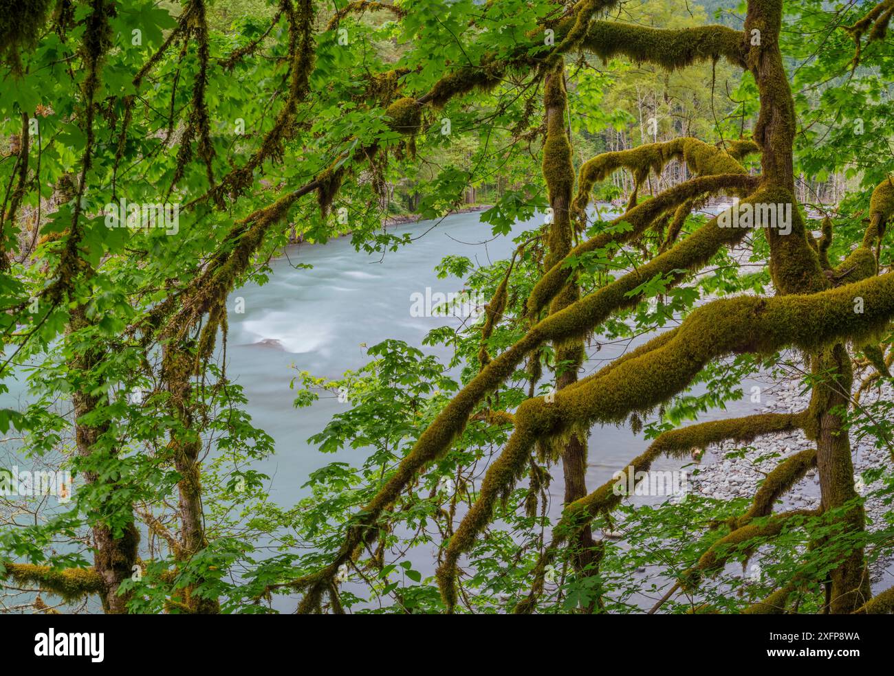 Moss-covered branches of Big leaf maple (Acer macrophyllum) trees with ...