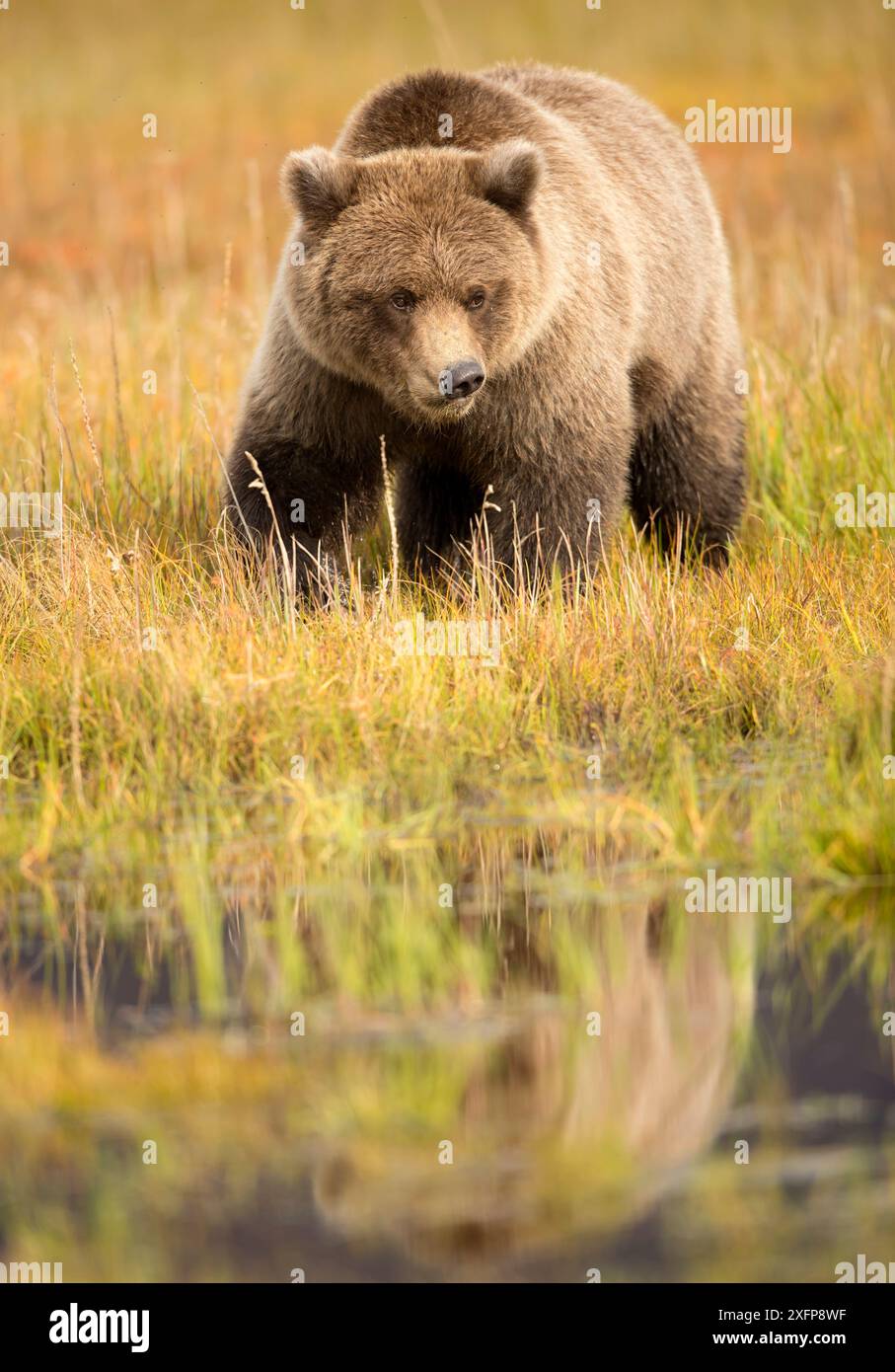 Grizzly Bear (Ursus arctos) portrait, Lake Clarke National Park, Alaska ...