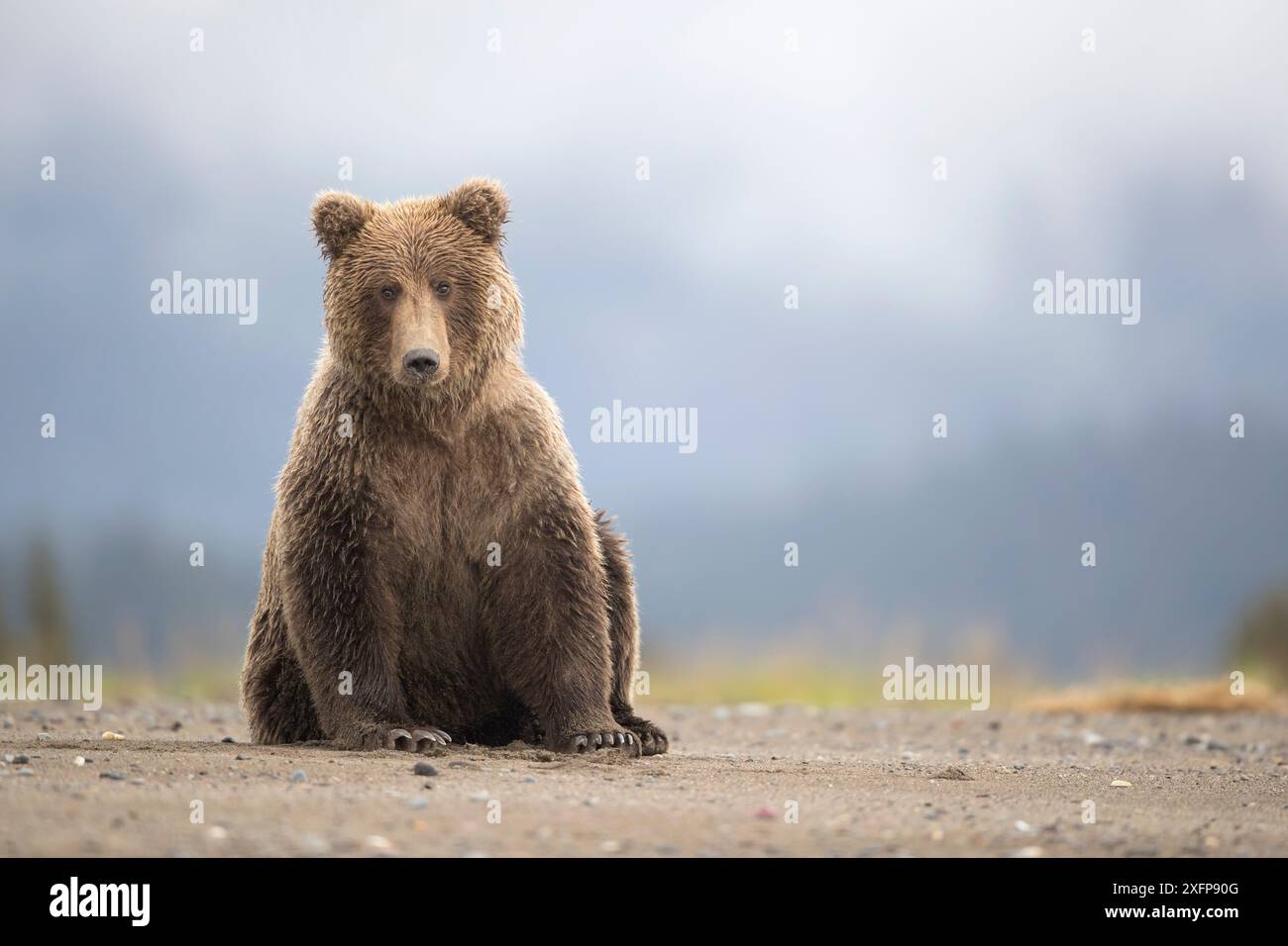 Grizzly Bear (Ursus arctos) resting, Lake Clarke National Park, Alaska ...