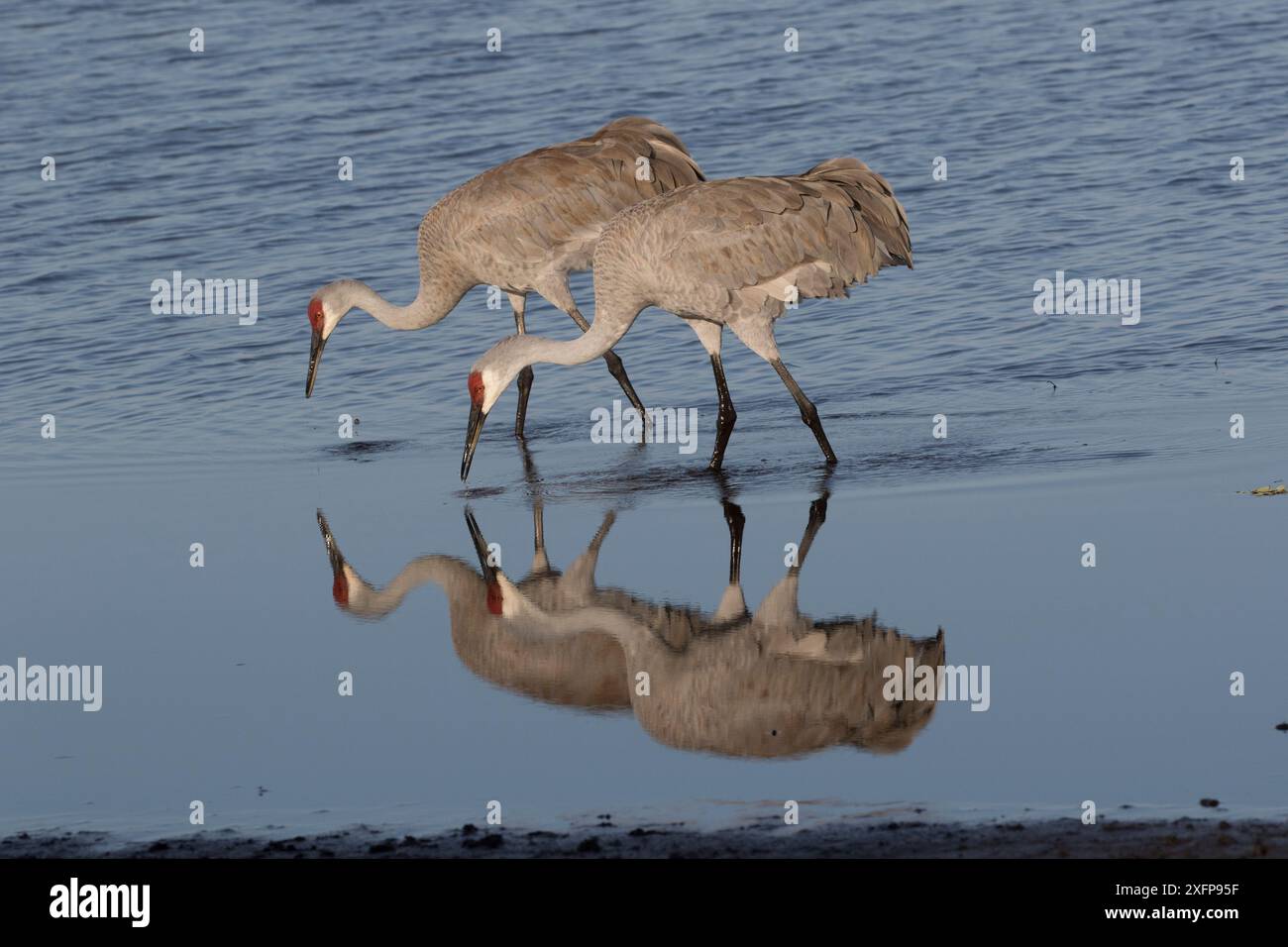 Florida sandhill cranes (Grus canadensis pratensis) foraging in shallow ...