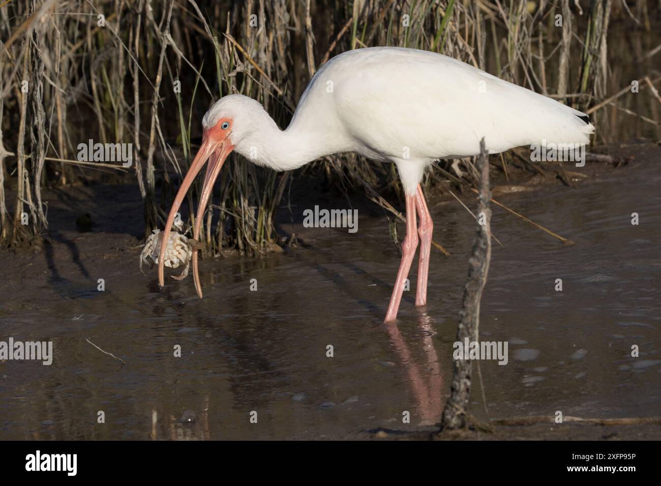 White ibis (Eudocimus albus) in winter plumage, eating Atlantic blue ...