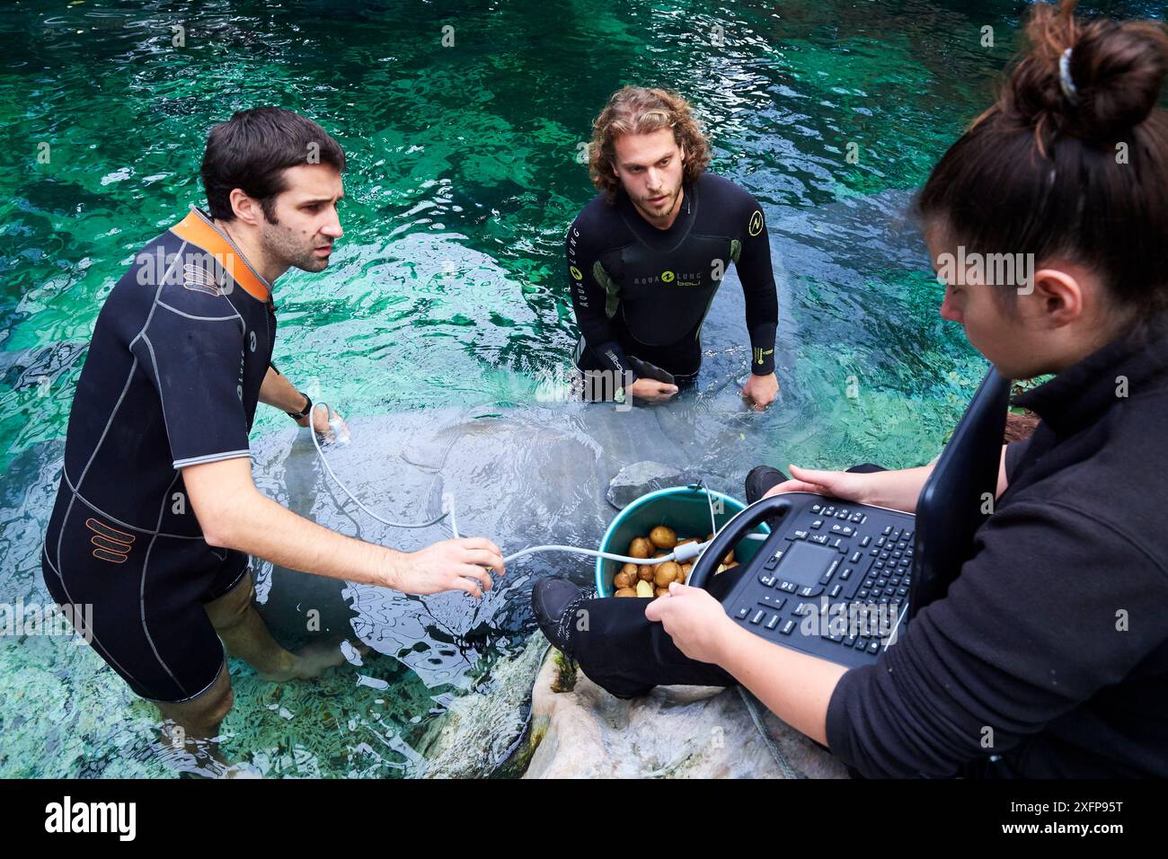 Veterinarian and two keepers performing an ultrasound scan on a ...