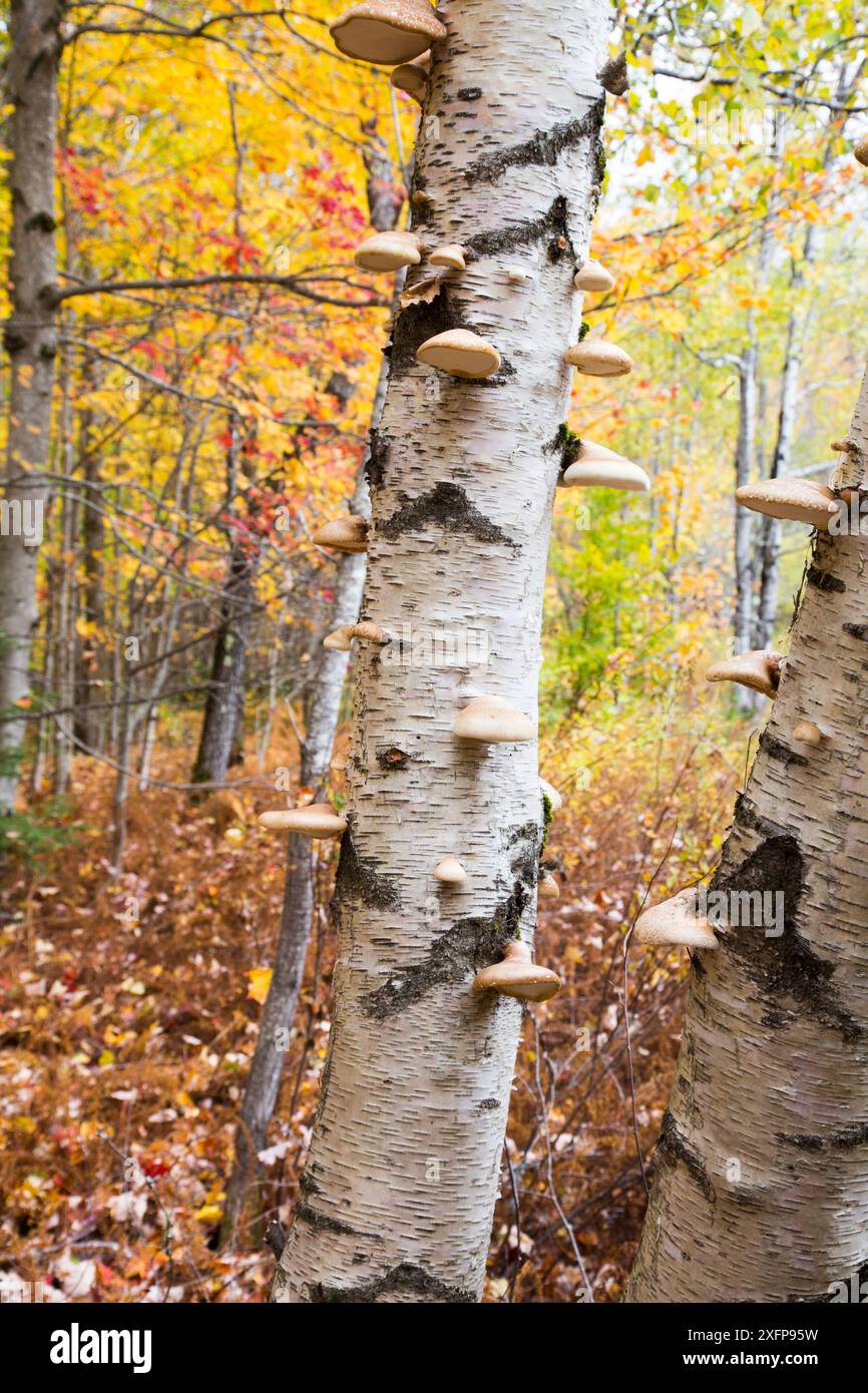 Paper birch tree (Betula papyrifera) trunk covered in Birch polypore ...