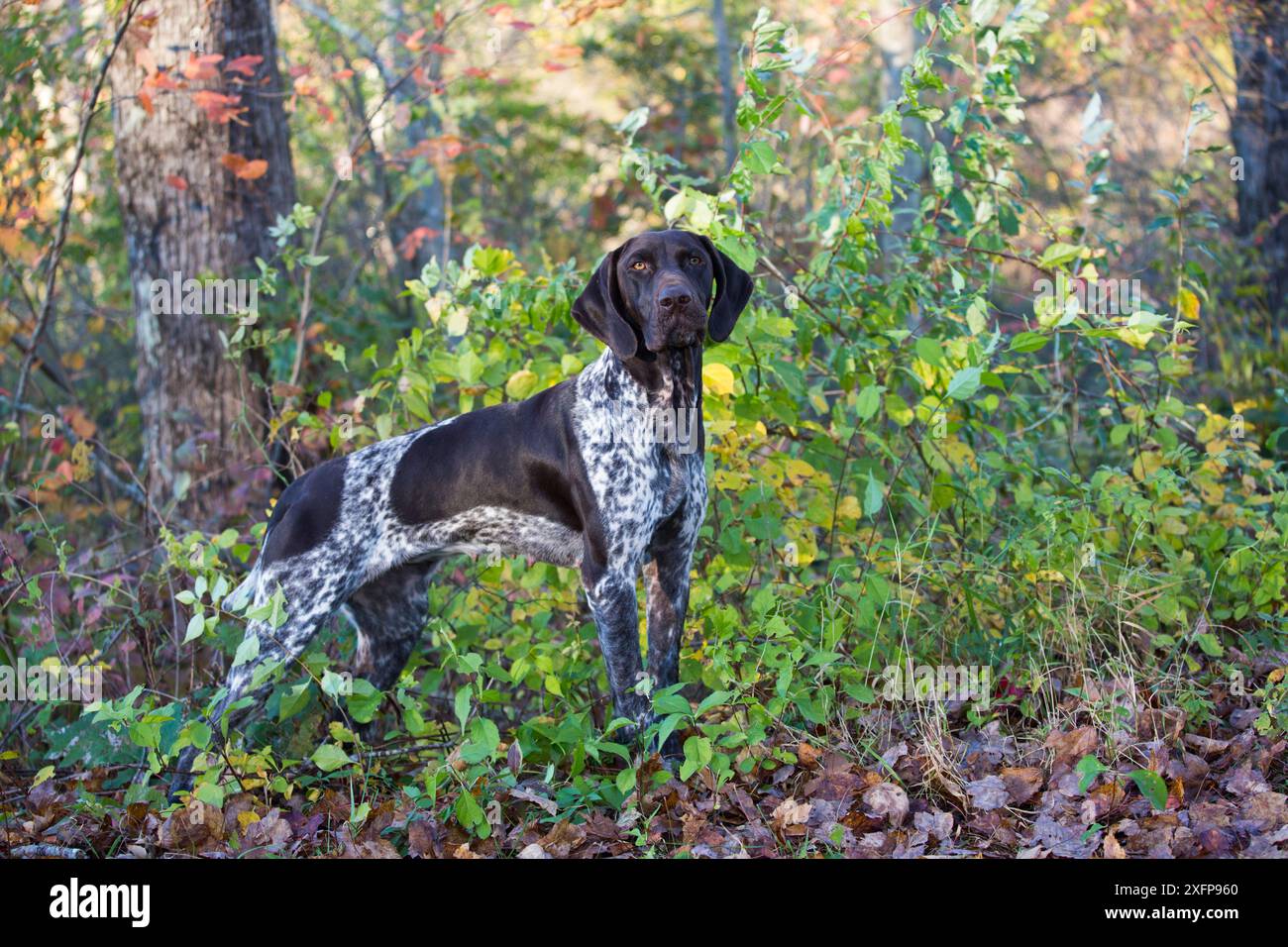 Female German shorthaired pointer standing at edge of woodland ...
