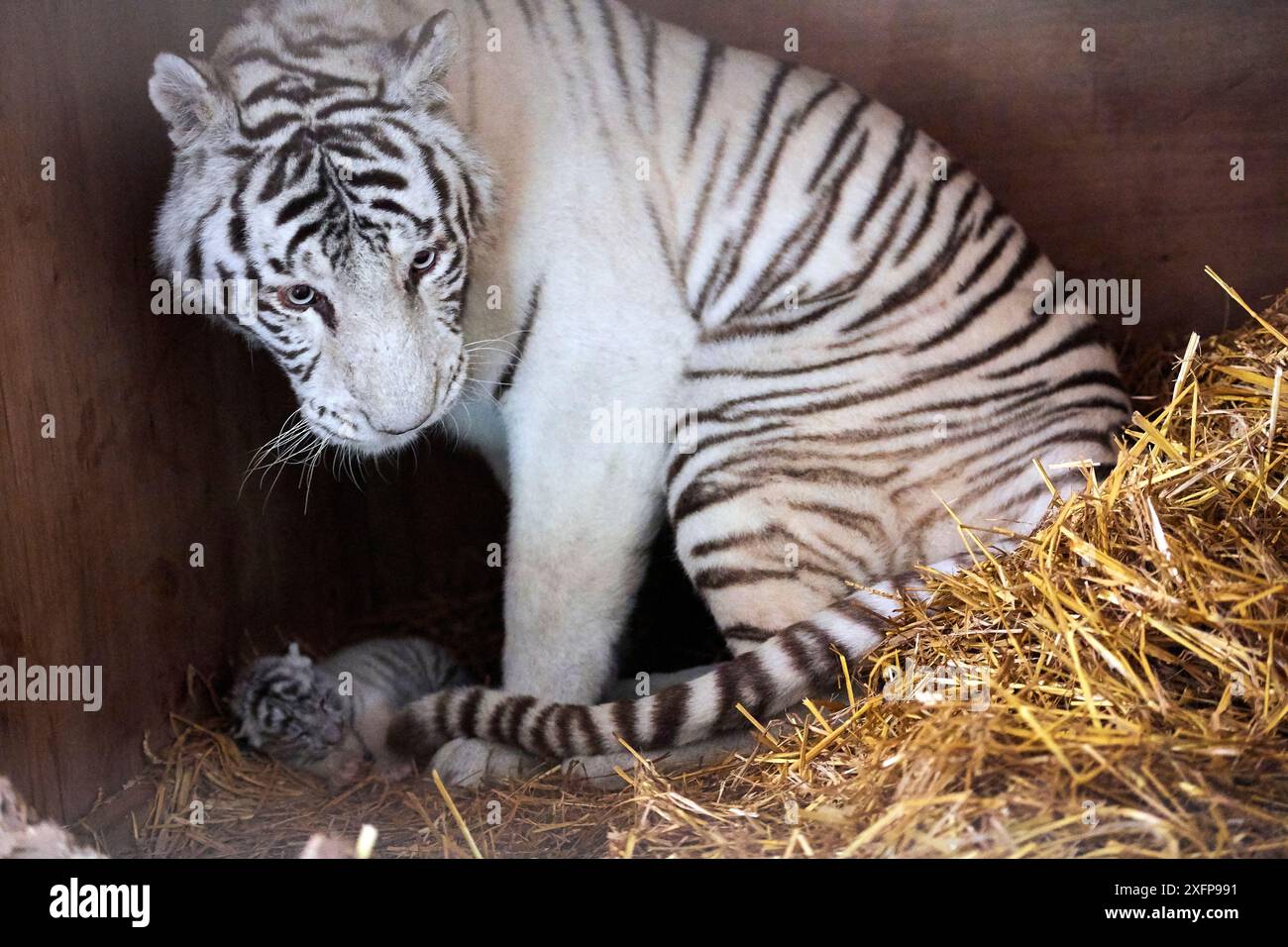 Female white or bleached tiger with her cub (Panthera tigris), aged 10 ...