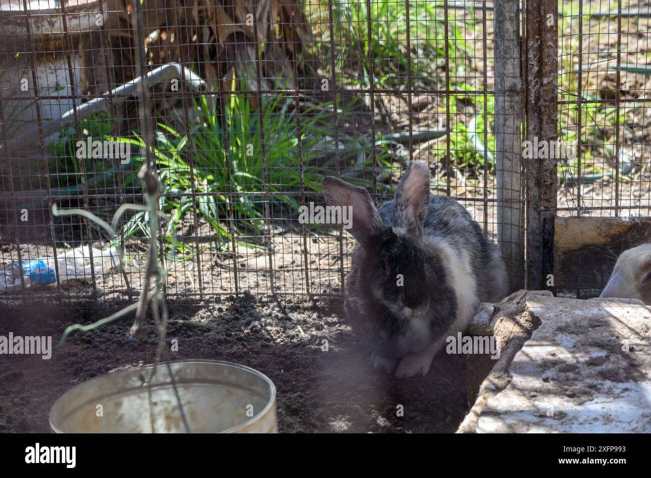 Herd of rabbits hi-res stock photography and images - Alamy