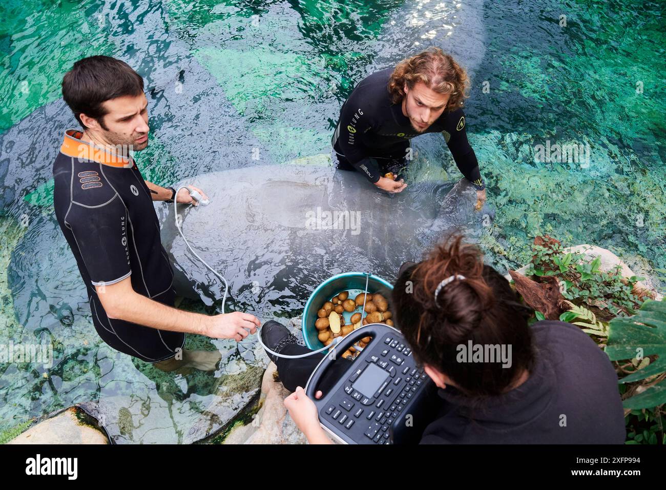 Veterinarian and two keepers performing an ultrasound scan on a ...