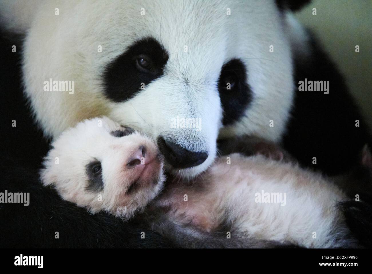 Giant panda (Ailuropoda melanoleuca) female, Huan Huan, holding baby ...