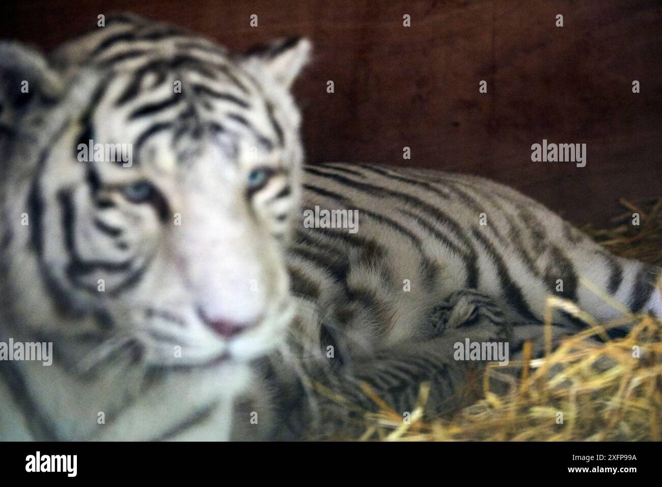Female white or bleached tiger (Panthera tigris) with her cub, aged 10 ...