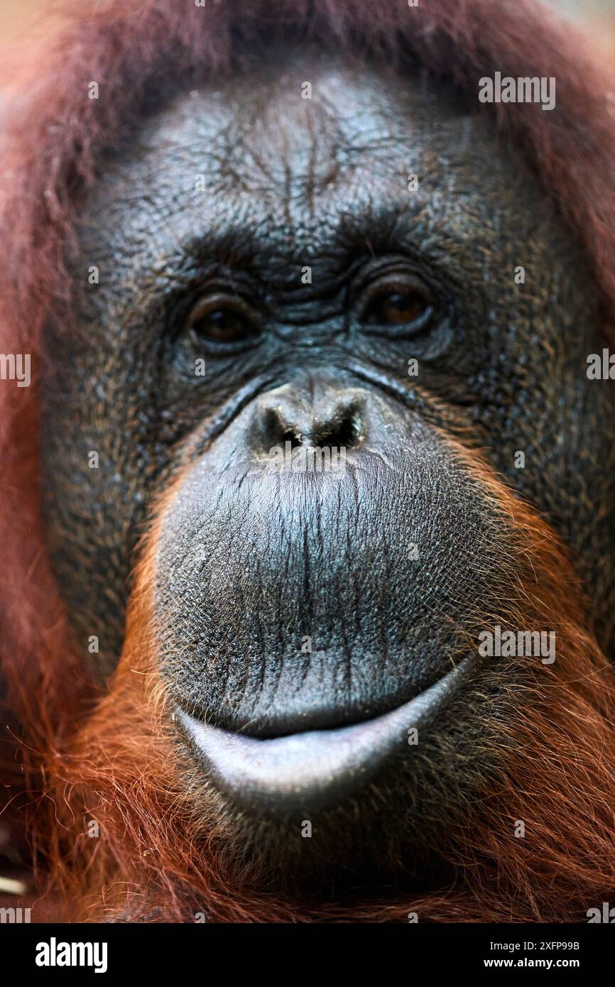 Bornean orangutan (Pongo pygmaeus) female head portrait, captive. Parc ...