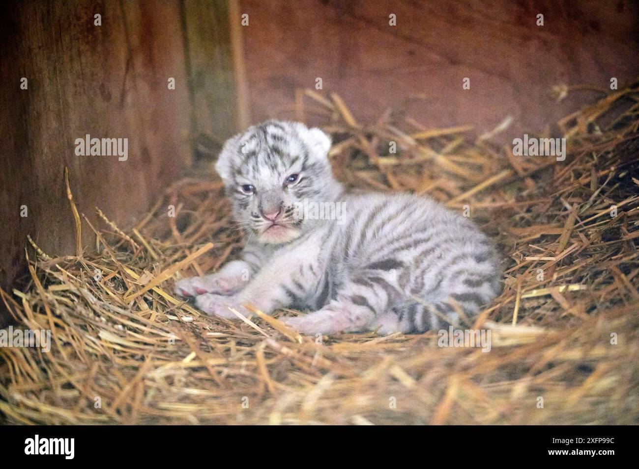 Baby White Tigers With Blue Eyes Wallpapers