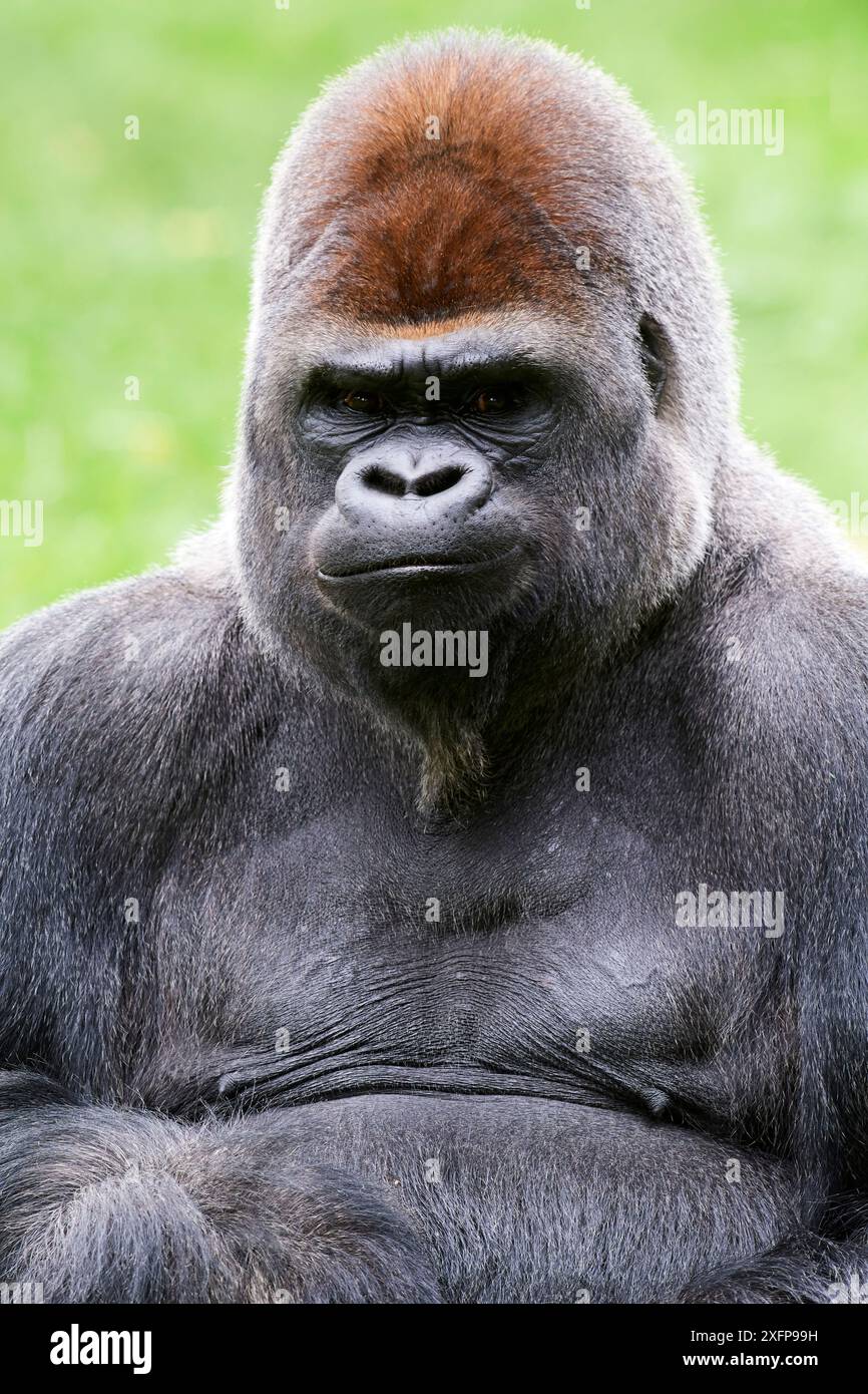 Male Silverback western lowland gorilla (Gorilla gorilla gorilla ...