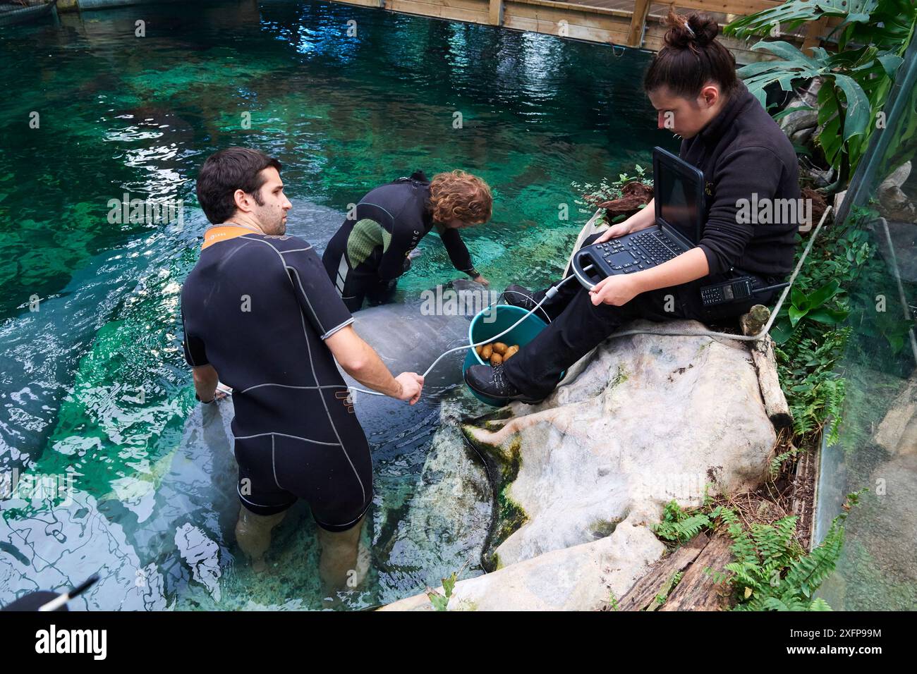 Veterinarian and two keepers performing an ultrasound scan on a ...
