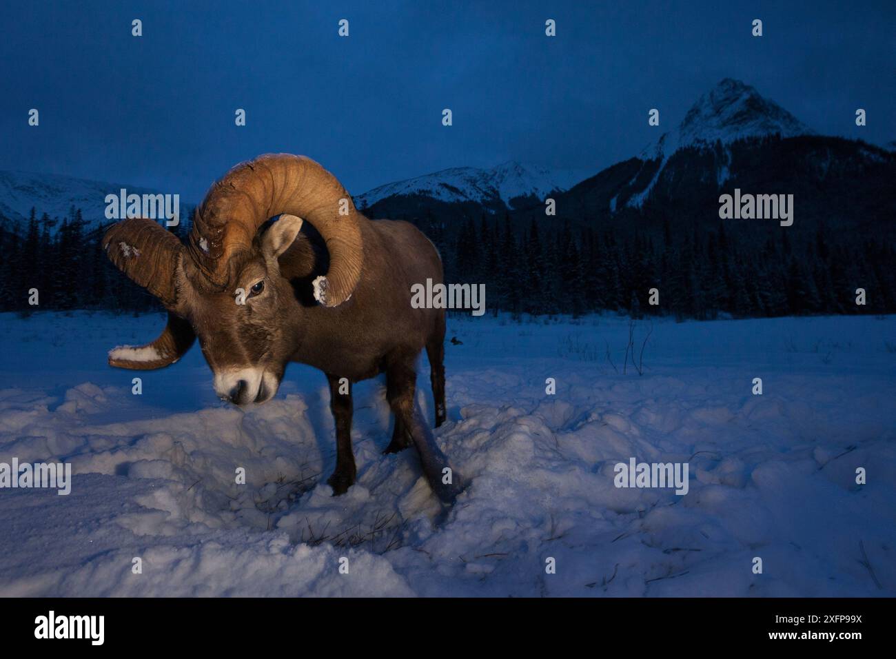 Rocky mountain bighorn sheep (Ovis canadensis) ram digging through the ...
