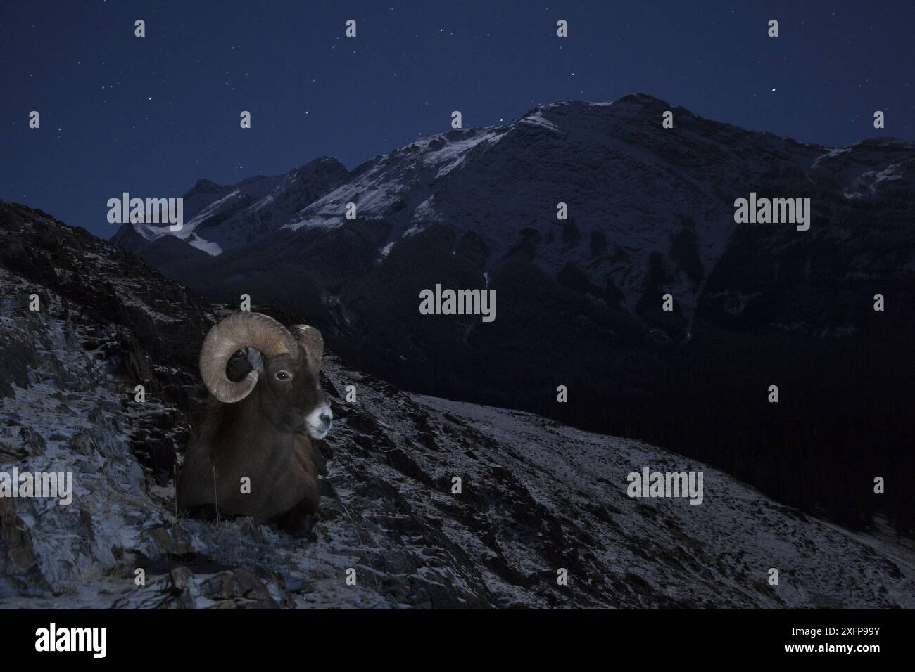 Rocky mountain bighorn sheep (Ovis canadensis) ram lying down to rest ...