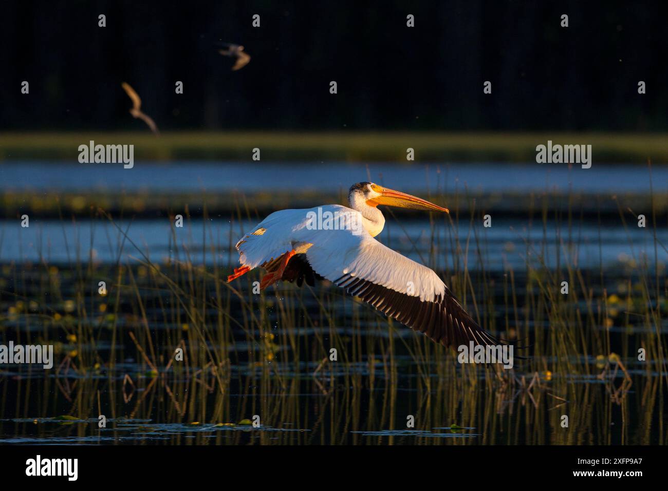 Flying over lake near ground hi-res stock photography and images - Alamy