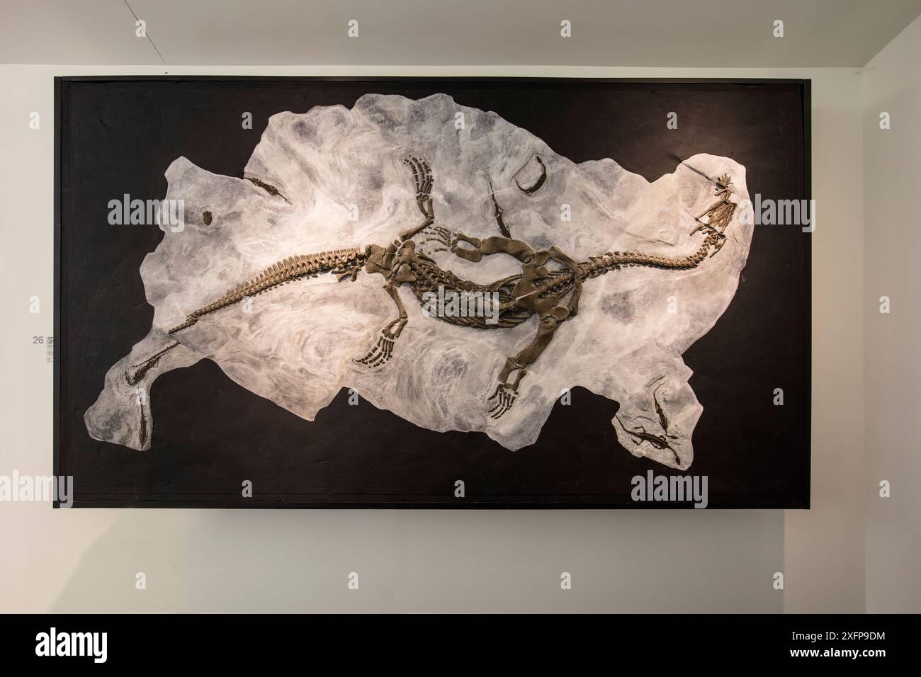 Fossil of a Ceresiosaurus with several much smaller skeletons of ...