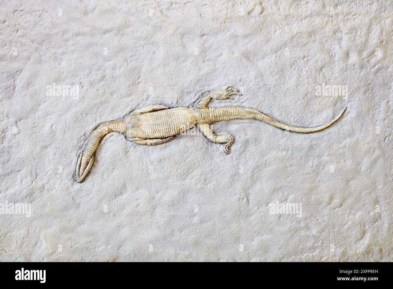 Fossil of Neusticosaurus peyeri from sea floor, Middle Triassic, Fossil ...