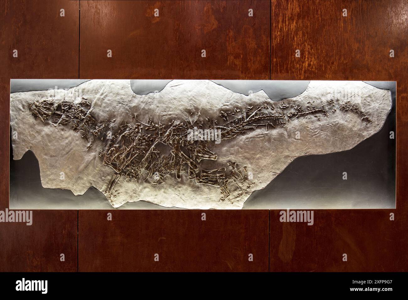 Fossil of a Rauisuchian archosaur (Ticinosuchus ferox) from the Middle ...
