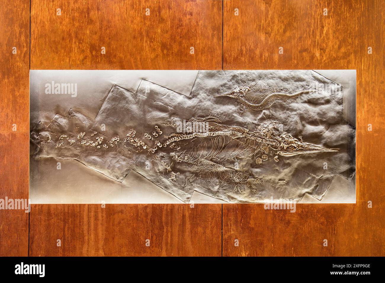 Fossils of switzerland hi-res stock photography and images - Alamy