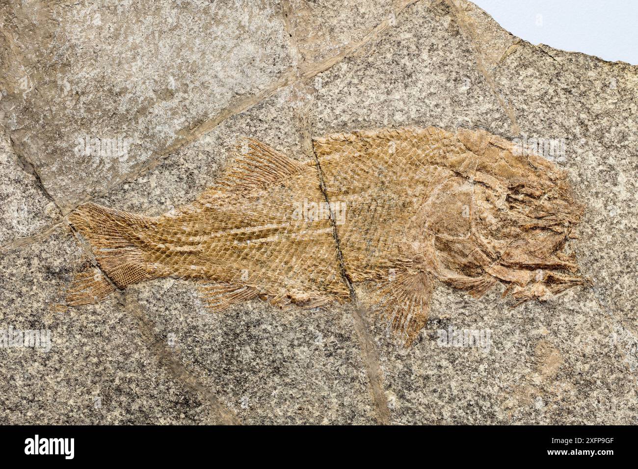 Fossil of Bony fish (Archaeosemionotus sp.) from the Middle Triassic ...