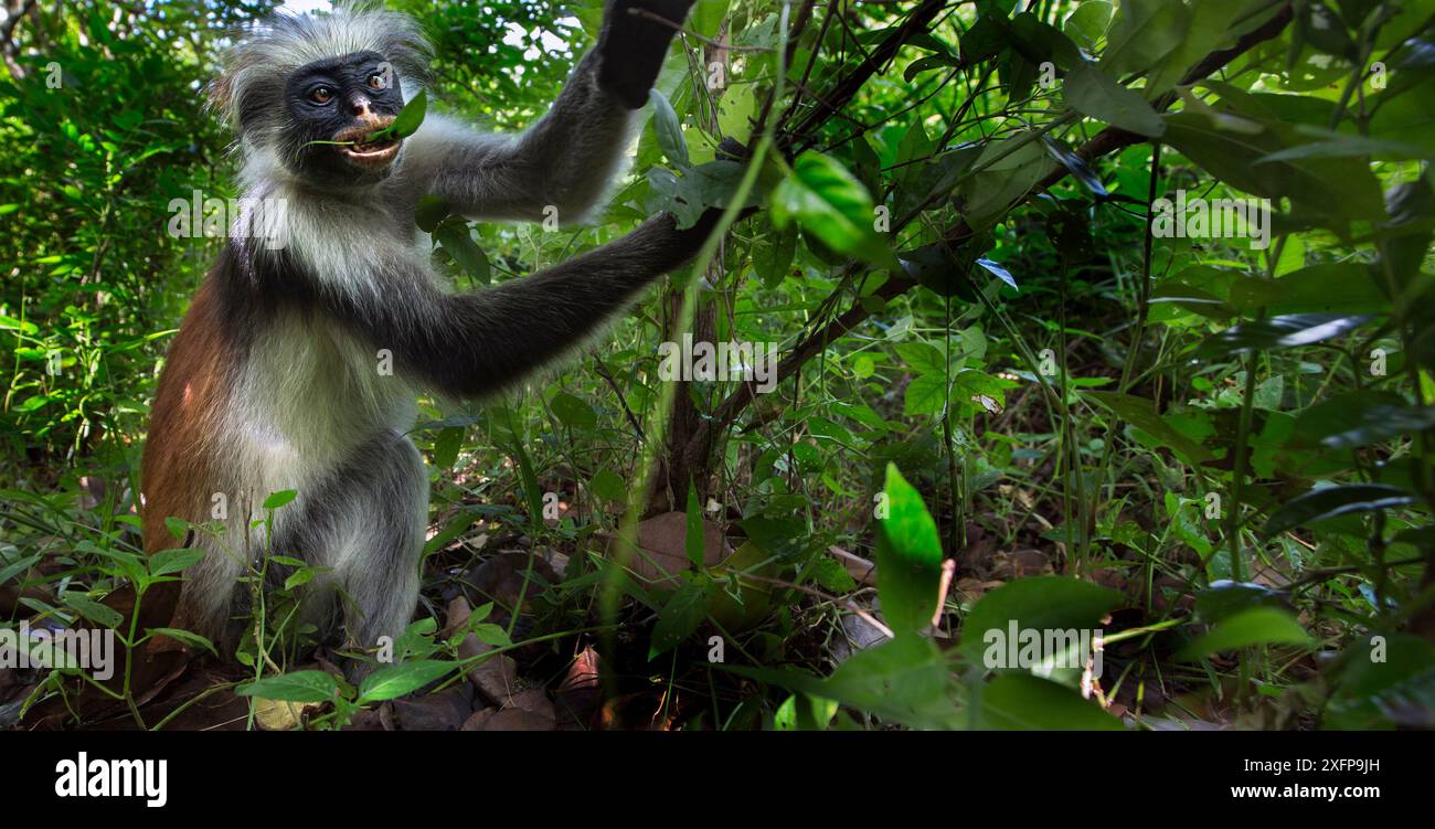 Zanzibar red colobus (Procolobus kirkii) female feeding. Jozani-Chwaka ...