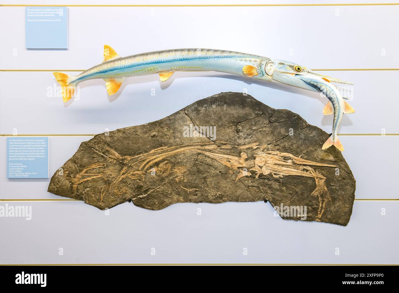 Fossil and illustration of a Lizard fish (Saurichthys curionii) female ...