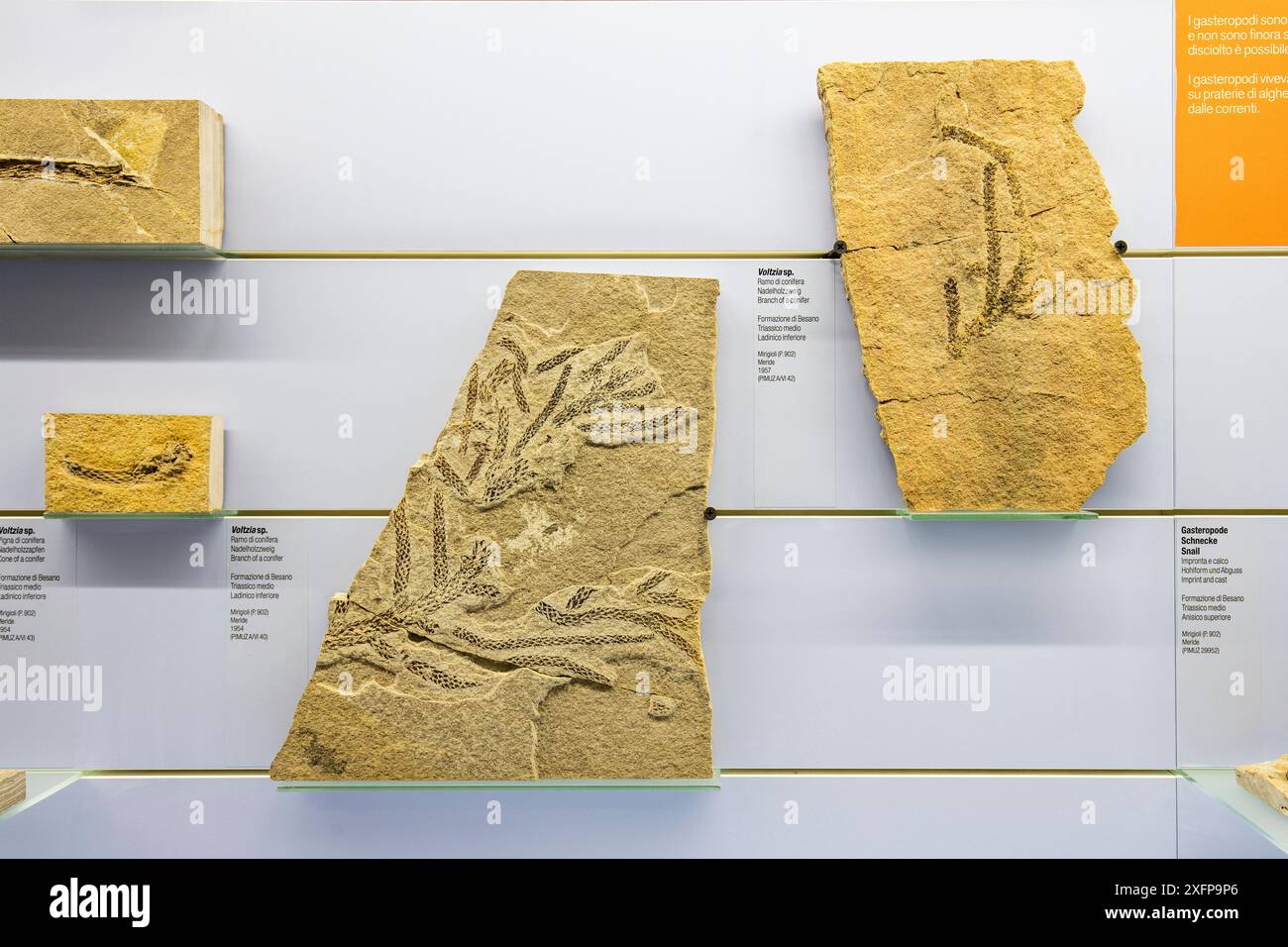 Fossil of a Conifer (Voltzia sp.) branch from the Middle Triassic ...