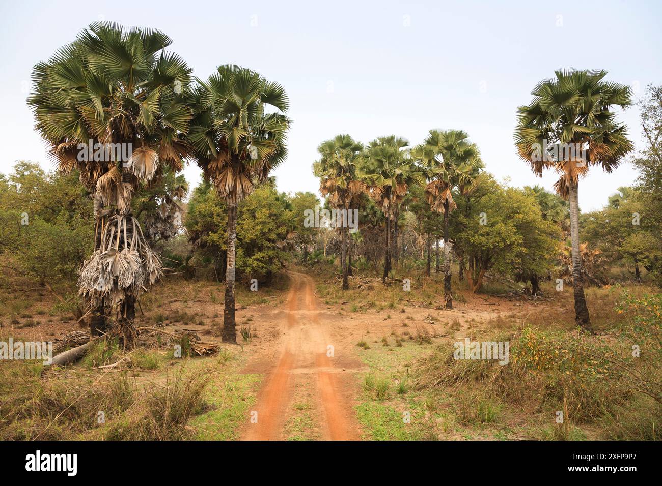 Palm Trees by the River Pendjari near the border with the Burkina Faso ...