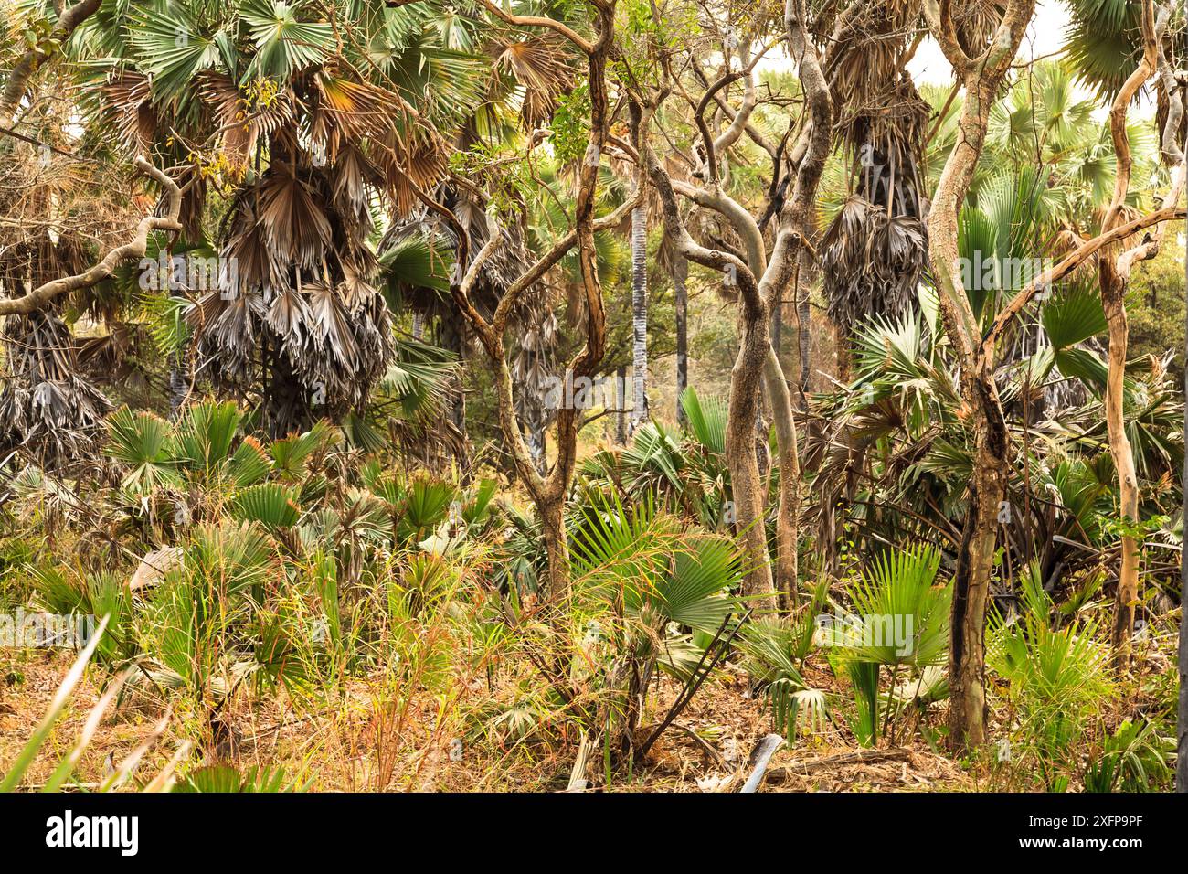 Riverine palm tree forest near the Pendjari River, north-Western Part ...