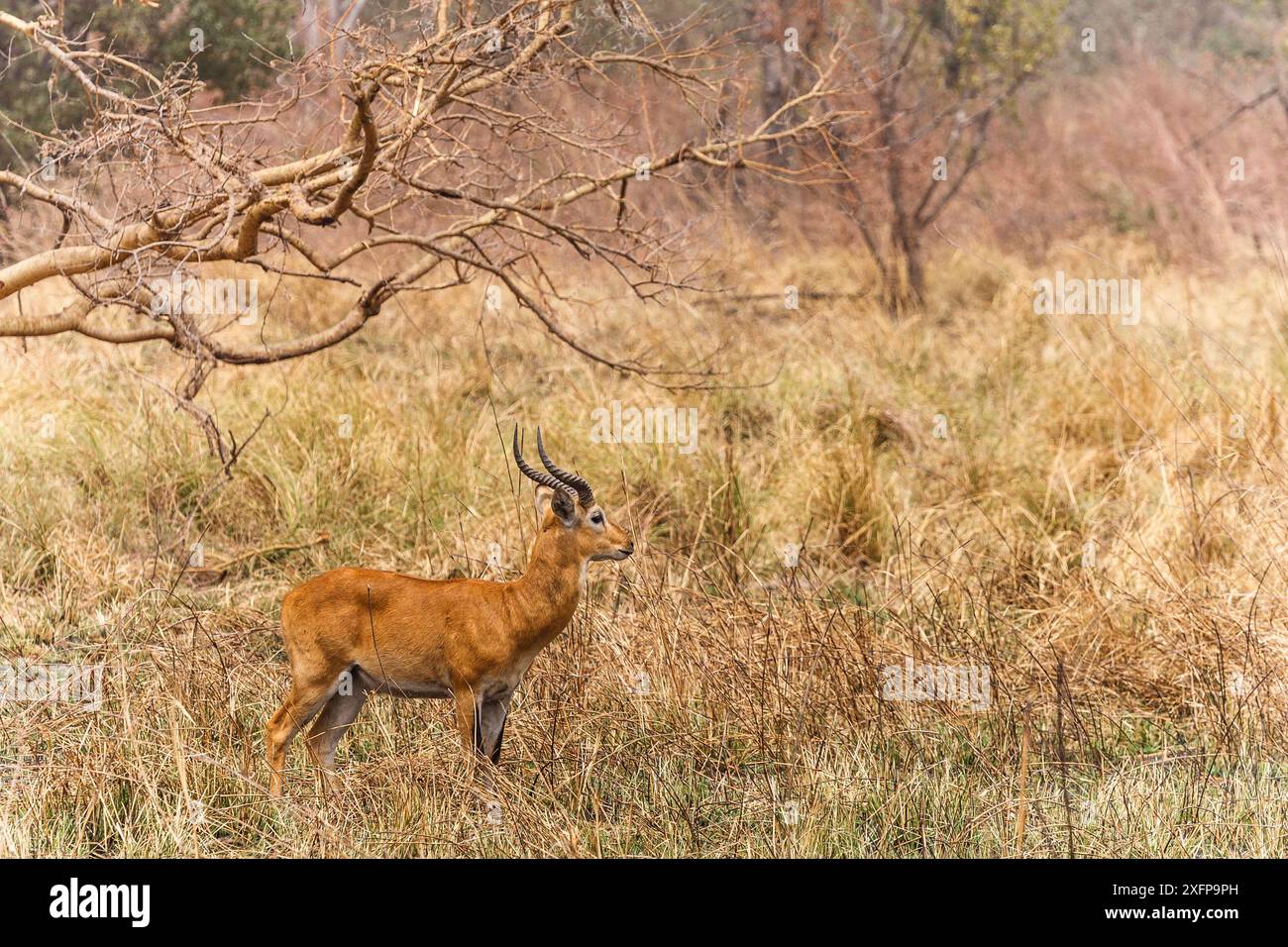 Buffon's kob (Kobus kob) Pendjari National Park, Benin Stock Photo - Alamy