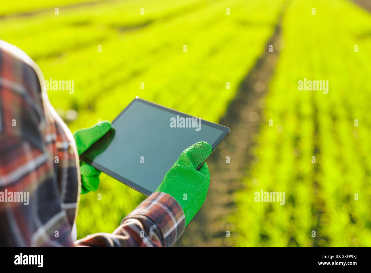 female agronomist with a digital tablet in her hands checks young ...