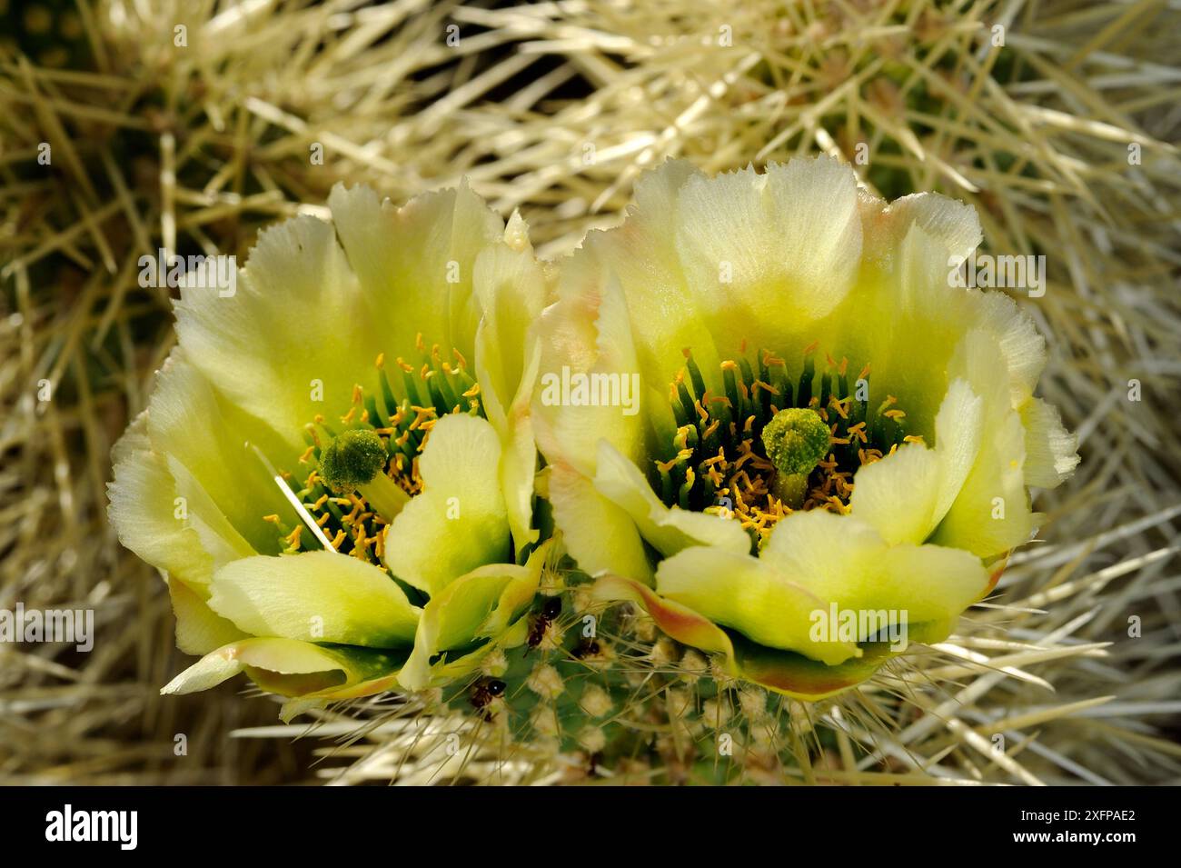 Teddy Bear cholla cactus (Opuntia bigelovii) flowers, Lost Dutchman ...