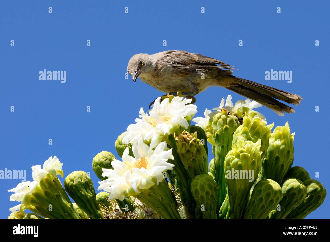 Curve-billed Thrasher (Toxostoma curvirostre) feeding on nectar in ...