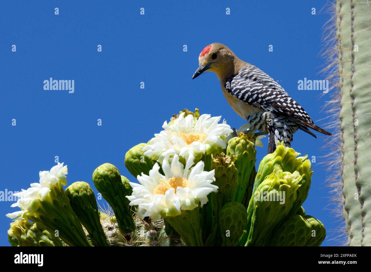 Gila woodpecker (Melanerpes uropygialis) male feeding on nectar in ...