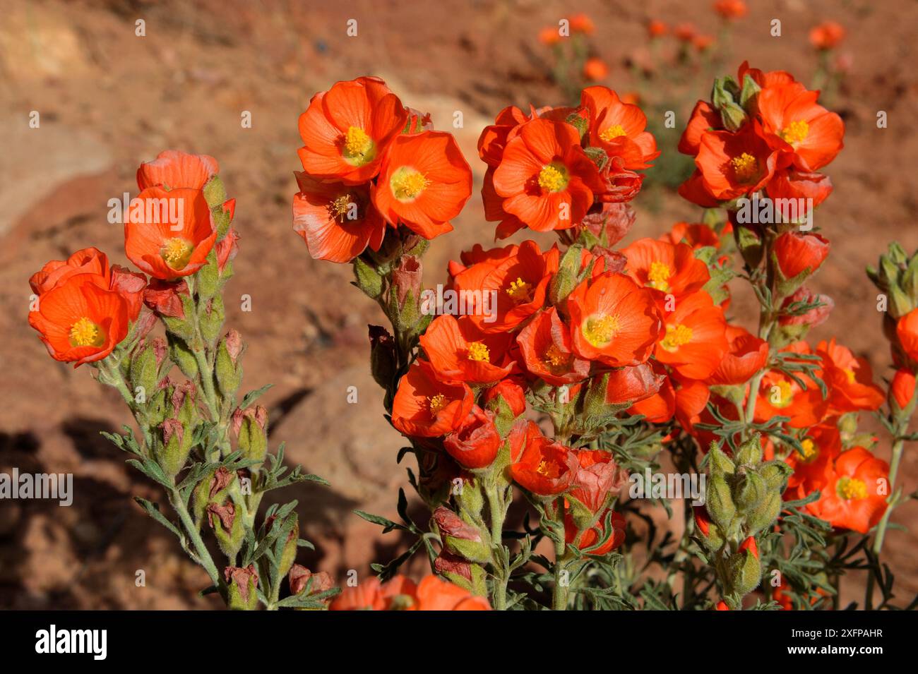Globemallow (Sphaeralcea sp) flowers, Capitol Reef National Park, Utah ...