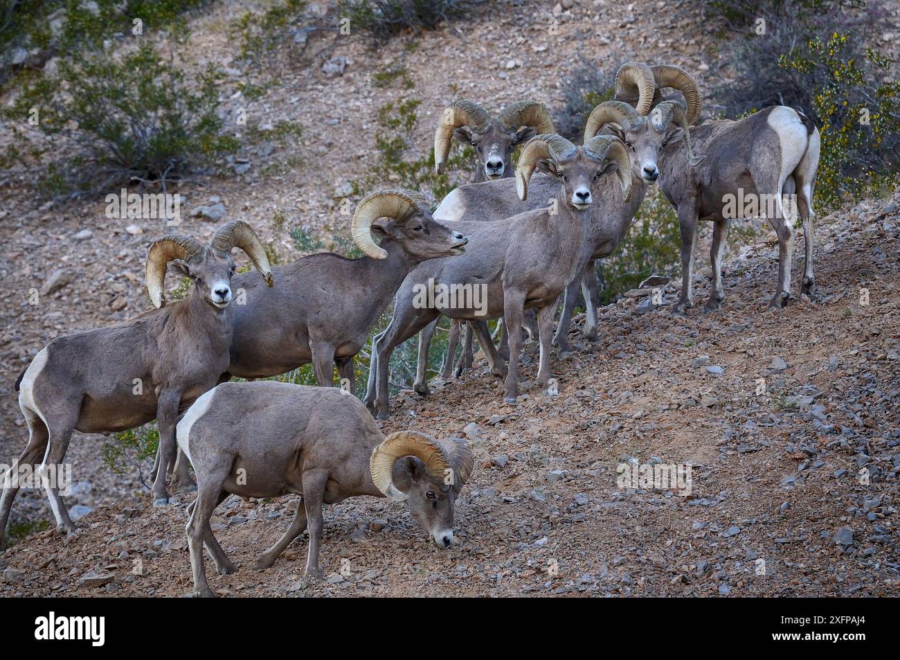 Desert Bighorn sheep (Ovis canadensis) flock, Valley of Fire State Park ...