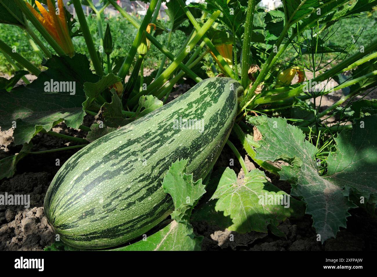 Large courgette / marrow (Cucurbita pepo) growing in vegetable garden ...