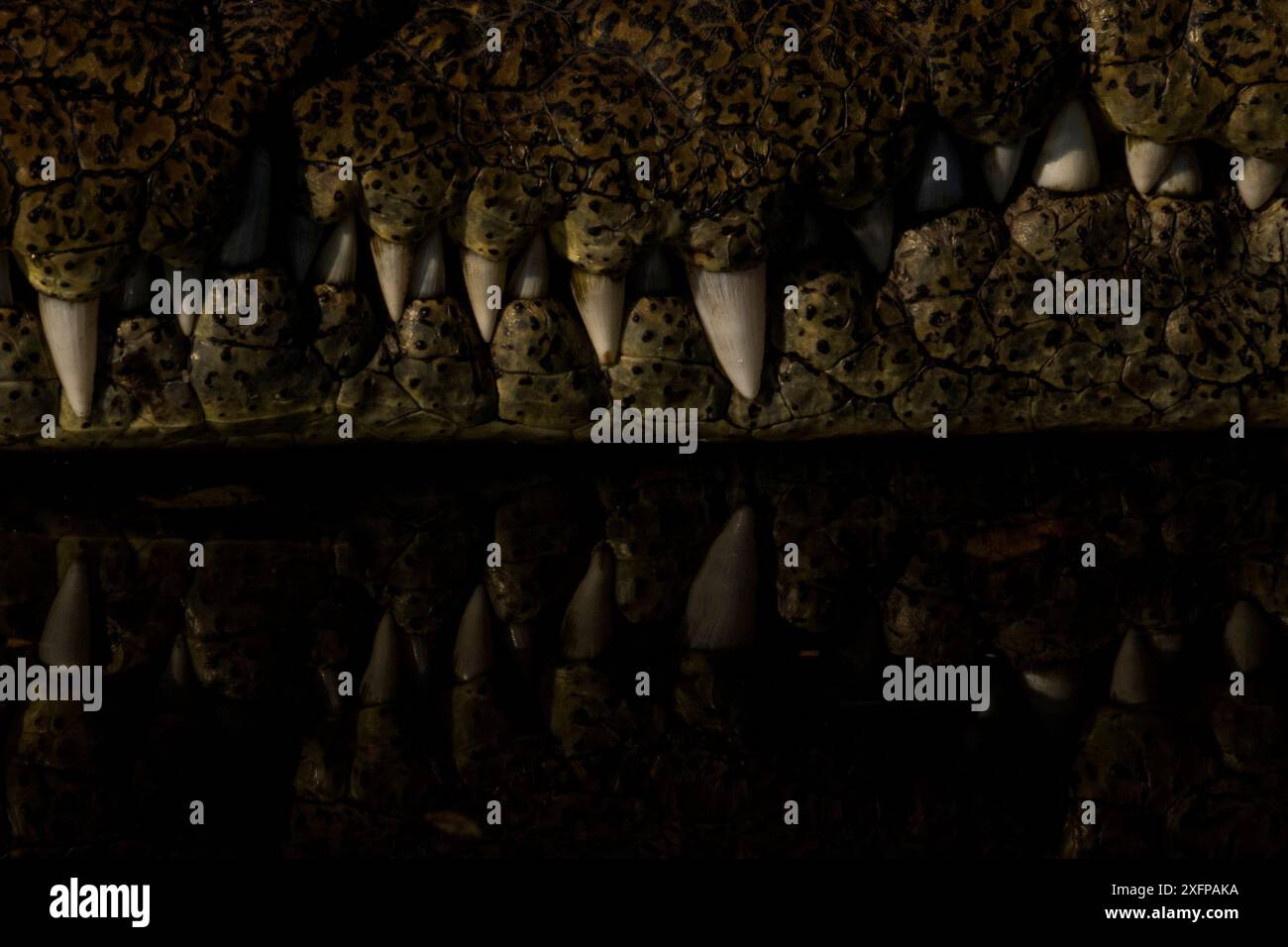 Nile Crocodile (Crocodylus niloticus) close up of teeth, Chobe River ...