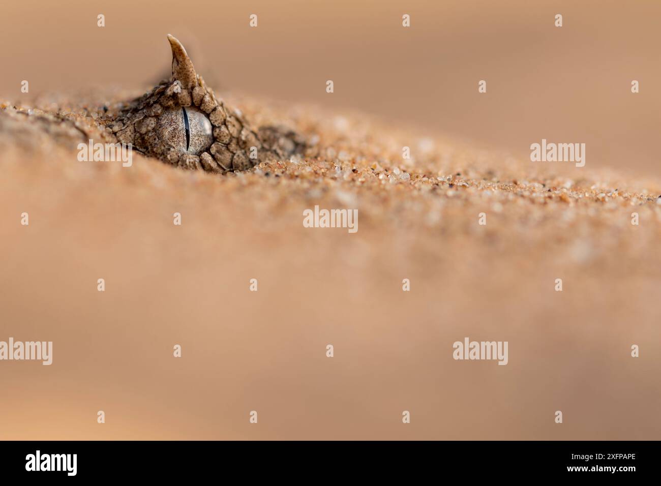 Horned Adder (Bitis caudalis) eye peering from sand, Swakopmund, Erongo ...