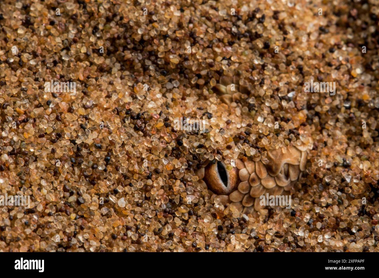 Peringuey's adder (Bitis peringueyi) eye peering from sand, Swakopmund ...