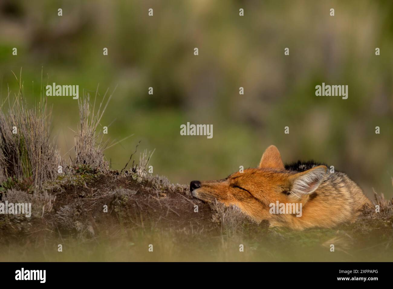 Andean fox (Lycalopex culpaeus) resting, Cotopaxi, Cotopaxi, Ecuador ...