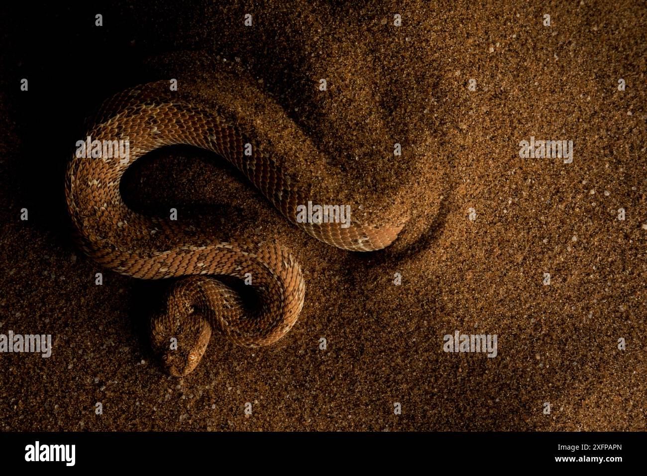 Dwarf puff adder hi-res stock photography and images - Alamy